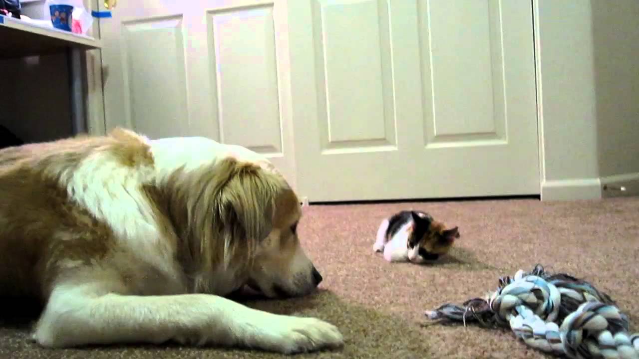 Murkin the Dog gets BOPPED on the nose by ADORABLE calico kitten - YouTube