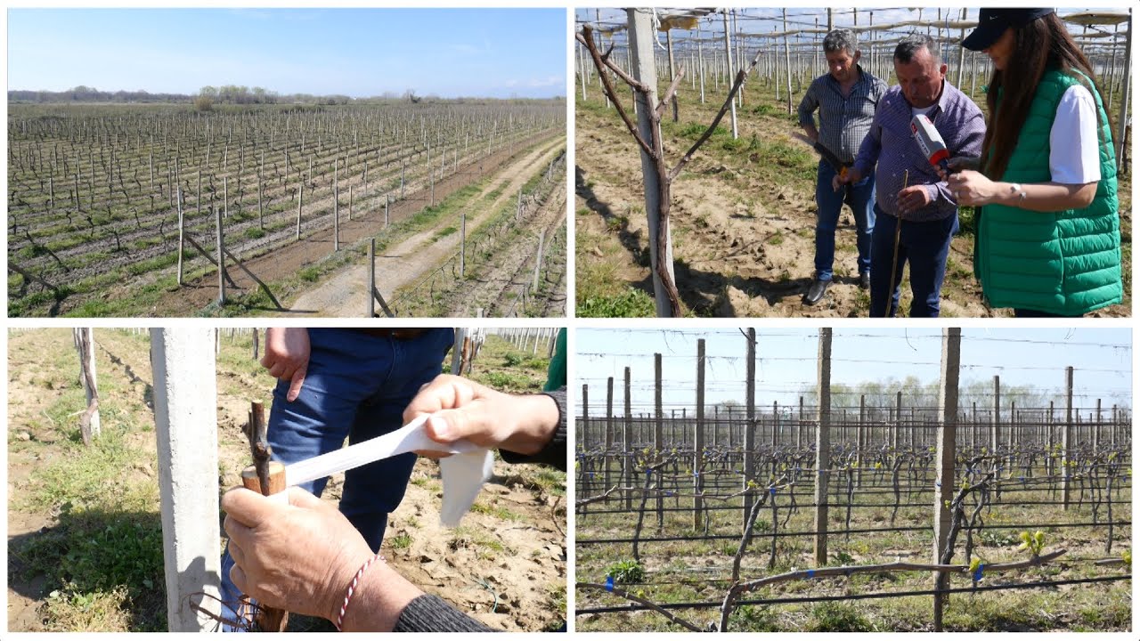 Interesante / Rrushi i rrallë Italian shartohet në tokën e hardhive të ...