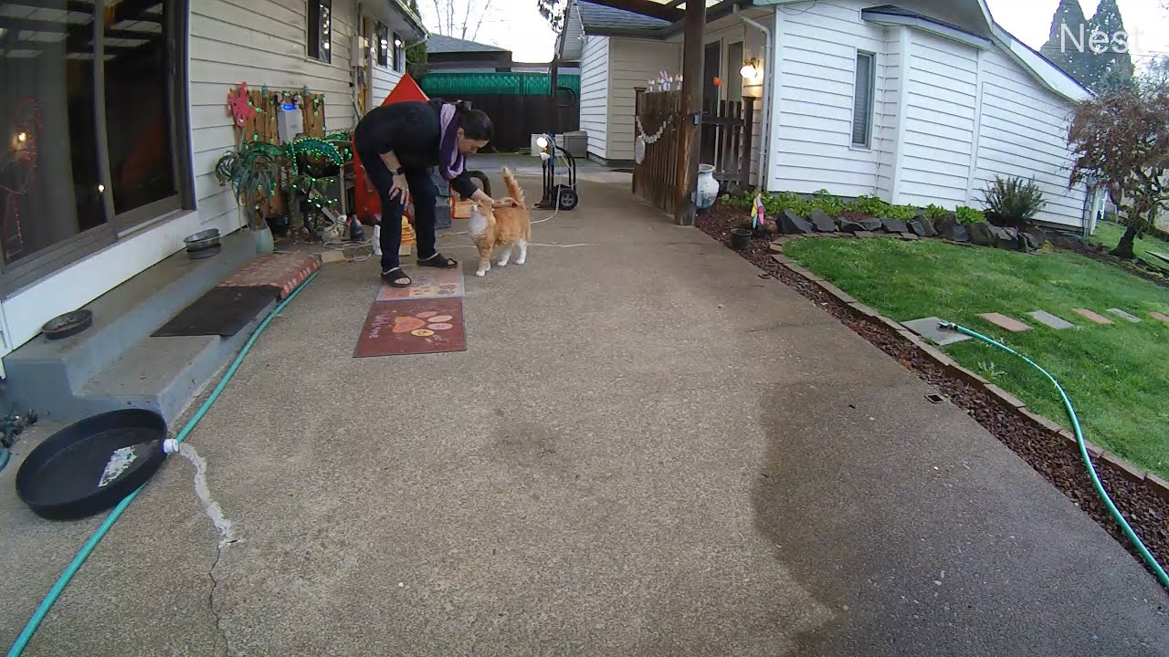 Skittie Kitty awaits her daily morning hooman time with MrsMy3 (M3FC ...