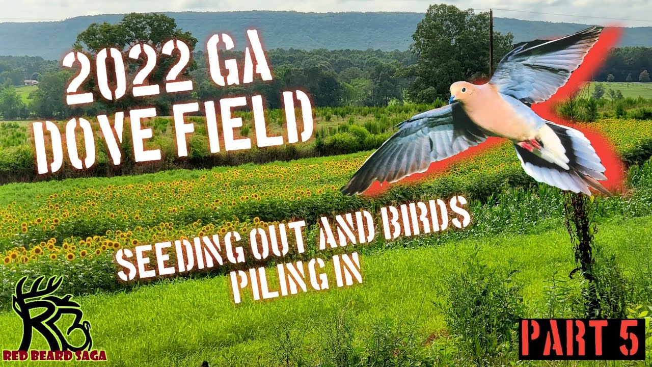 2022 GA Sunflower Dove Field (pt. 5- Seeding Out and Doves Piling In ...