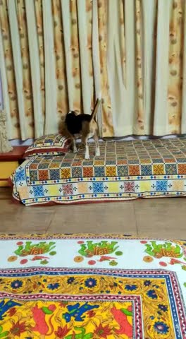 Taco playing taco in mirror - YouTube