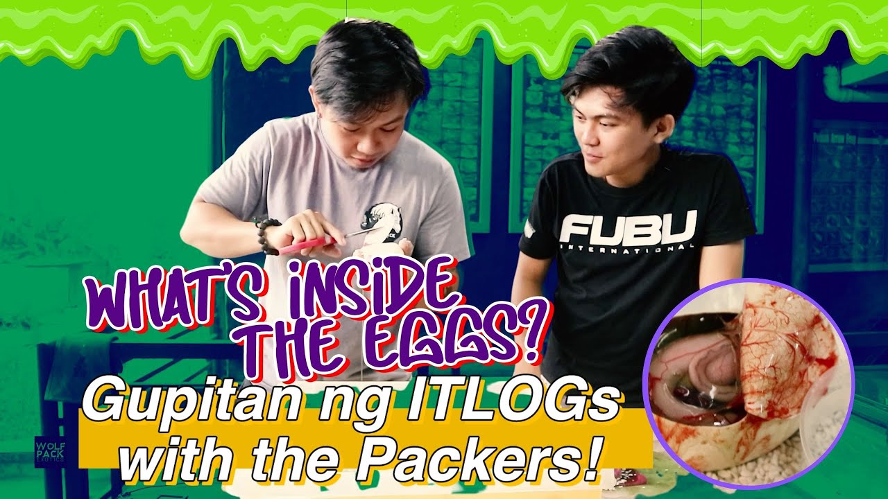 WHAT INSIDE THE EGGS? Gupitan ng Itlog with the Packboys | Wolfpack Exotics - YouTube