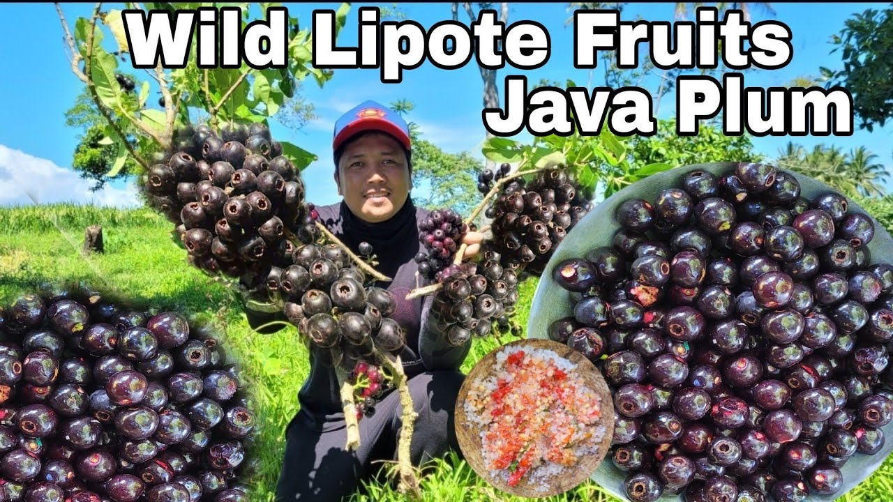 EP564 Wild Lipote Fruits..Ang Dami sa Niyogan ni tatay "Matamis" - YouTube