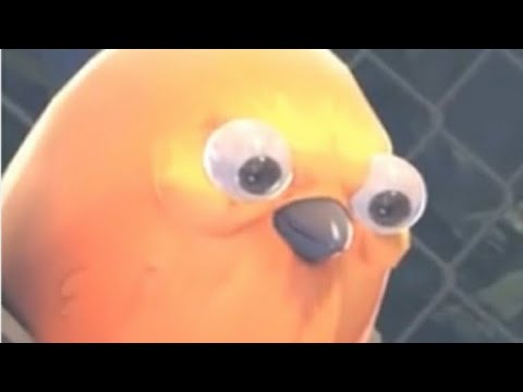 POOTIS BIRD GAMEPLAY - YouTube