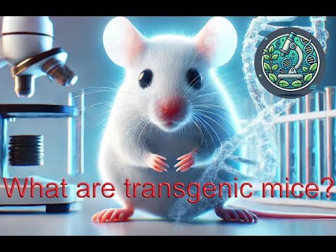 What Are Transgenic Mice? - YouTube