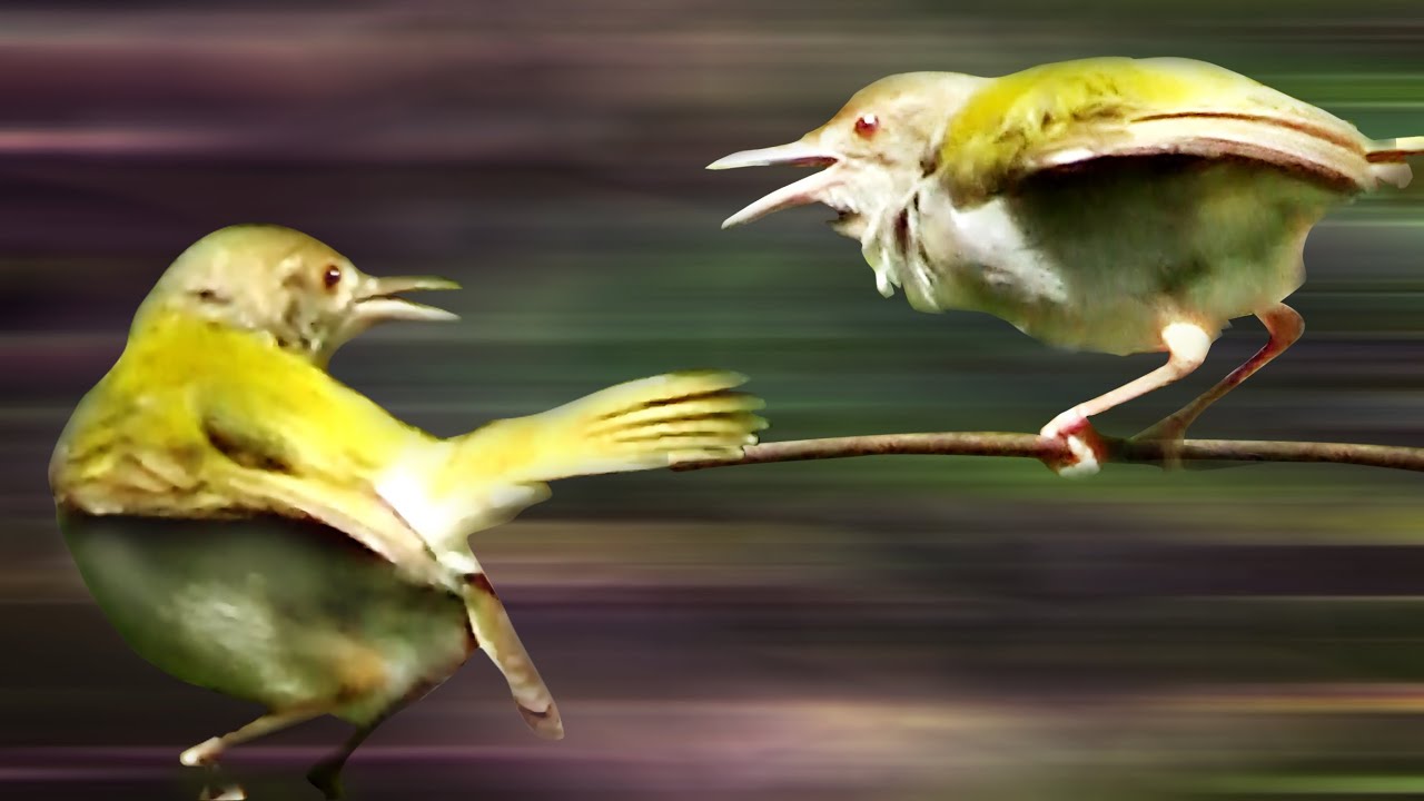 COMMON TAILOR | Natural video with music | birds chirping relaxing ...