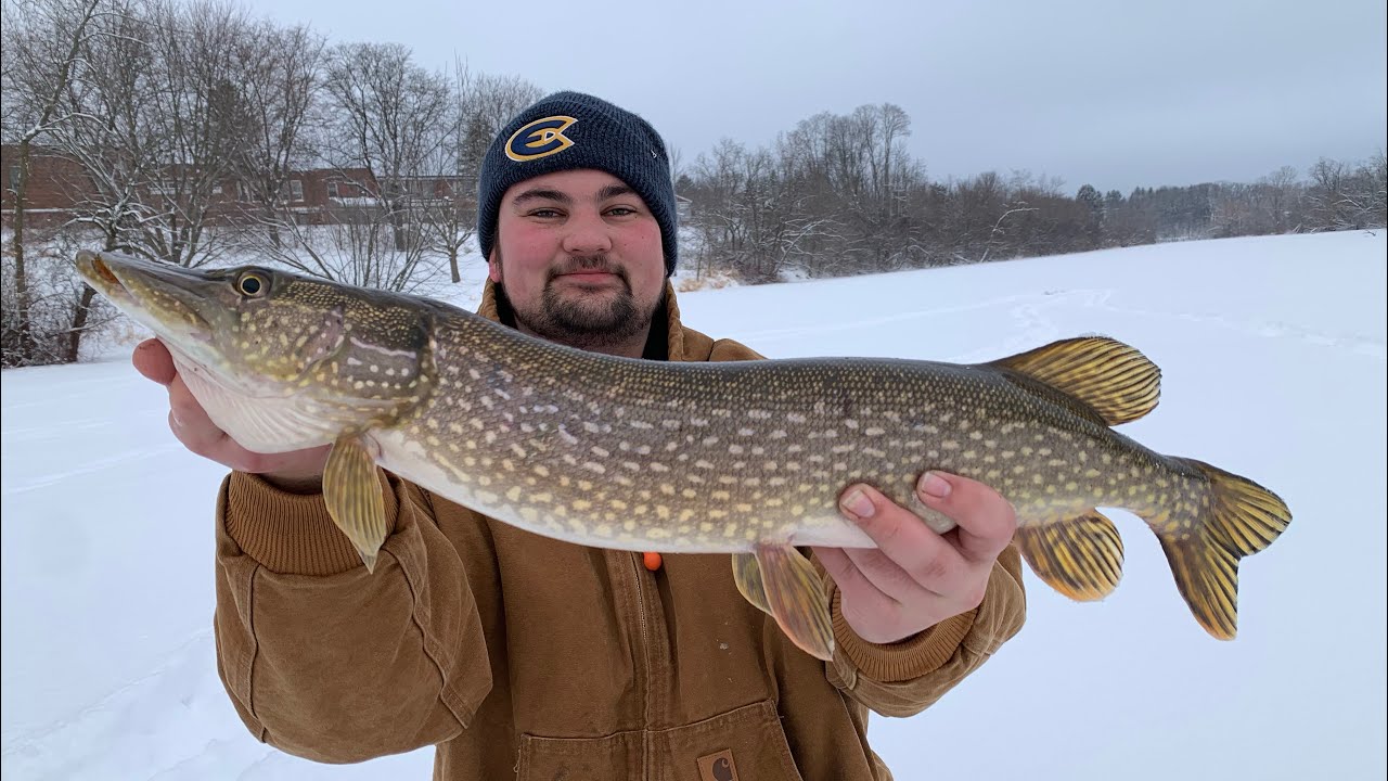 Shallow Water Aggressive Pike Fishing!!! - YouTube