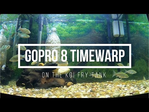 GoPro8 Timewarp Koi Fry Tank Overview. - YouTube