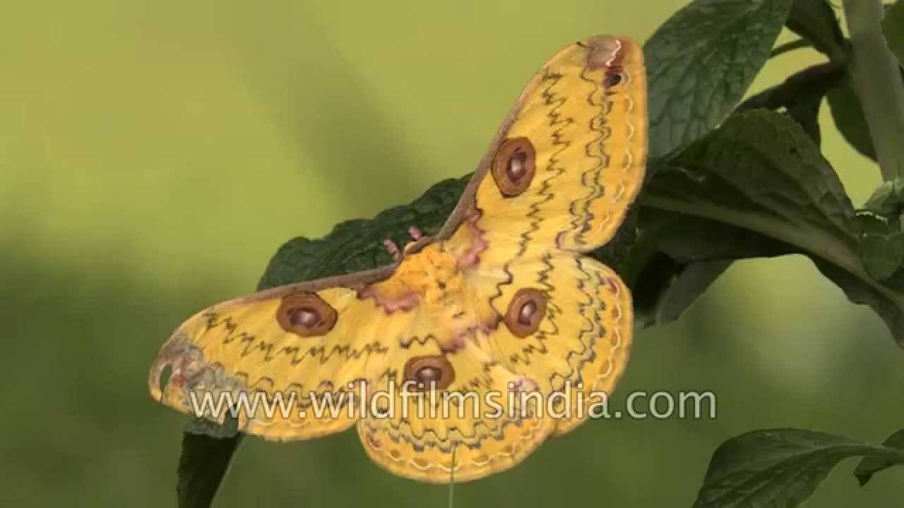 Stunning Golden Emperor Moth - ever seen an insect so beautiful? - YouTube