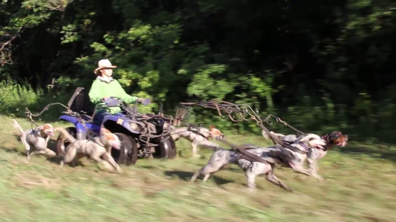 Dogs conditioning - Animal Drawn Vehicle = Green Energy - YouTube