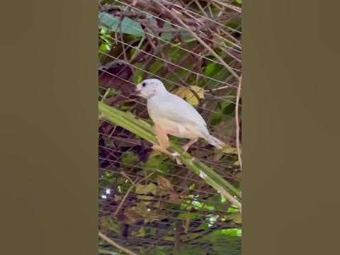 Java Sparrow | Padda | Java Finches - YouTube