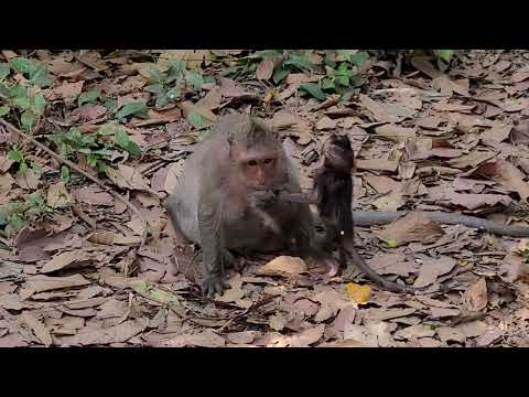 OMG 😱 help monkey Mak very boom boom with monkey Adda! - YouTube