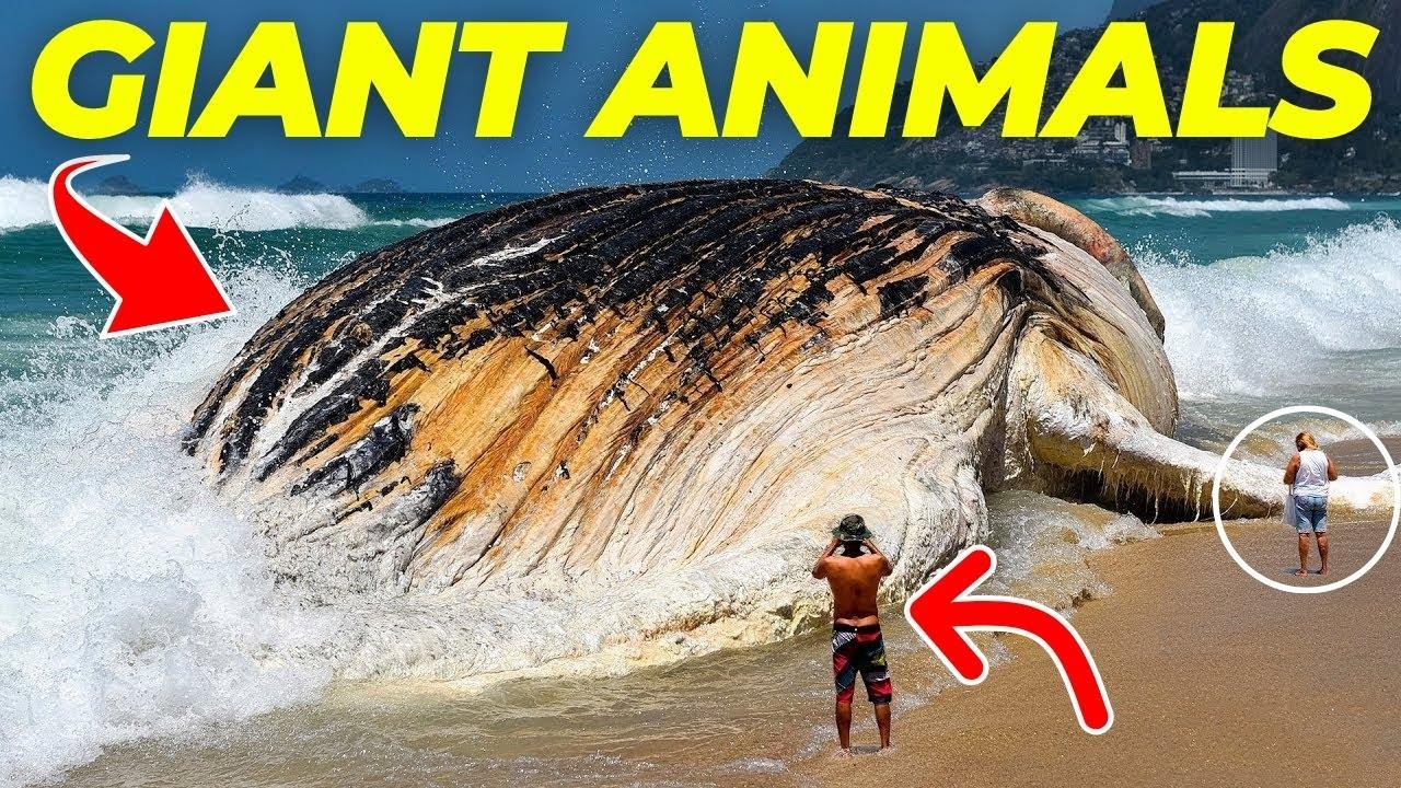 Top 20 Giant Creatures: List Of ABNORMALLY LARGE ANIMALS found on earth ...