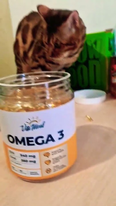 Тайгер играет или пытаеться съесть омега 3 #cat #bengal #cute #omega3 # ...