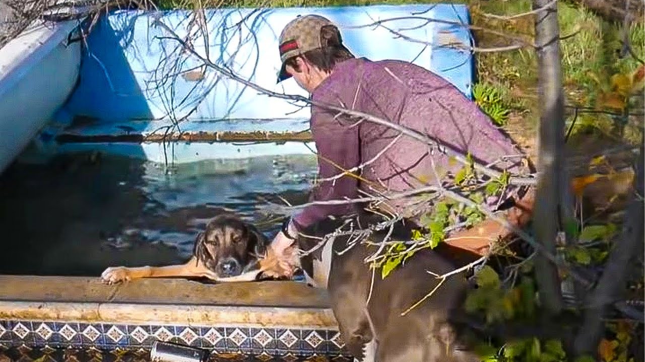 Man is confused when stray dog approaches him, then he realizes its ...