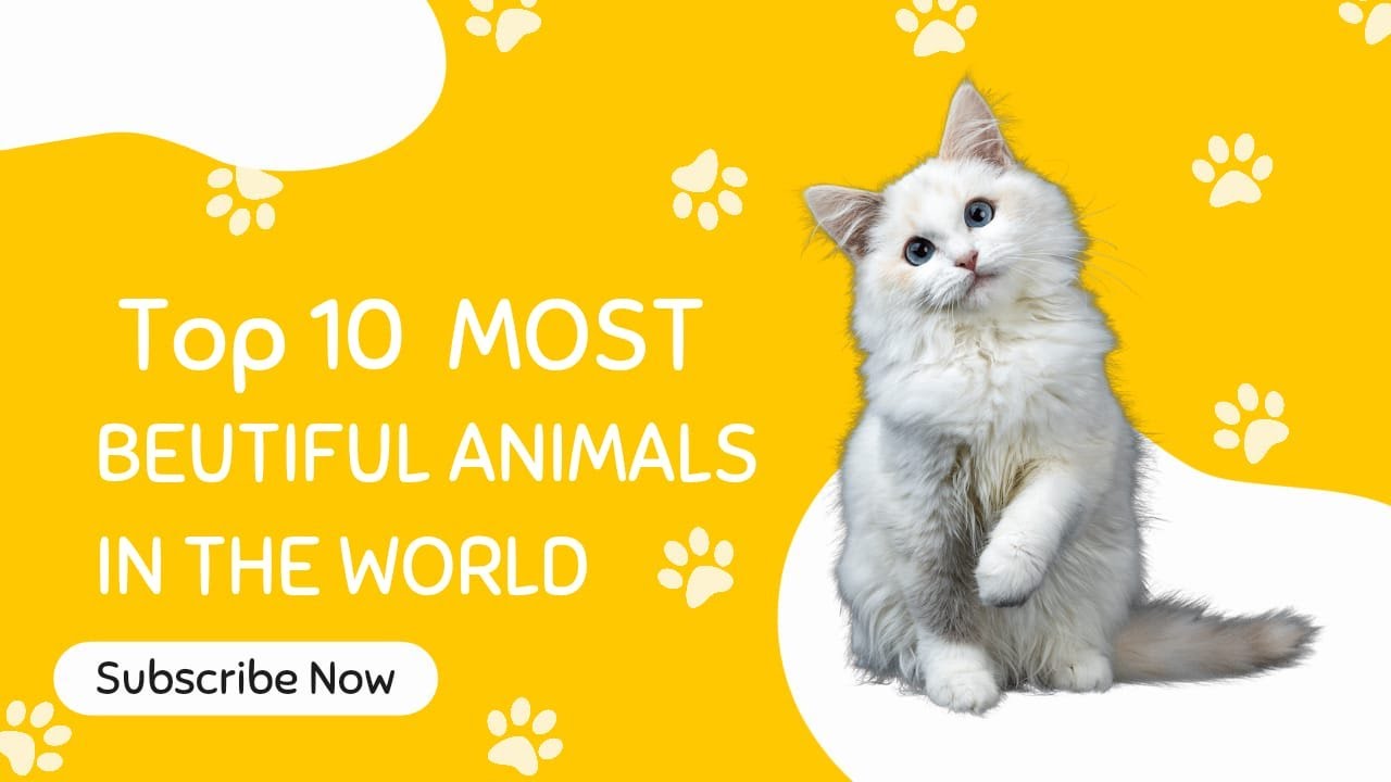 Top 10 most beautiful animals in the world | Animals Pro Zoo - YouTube