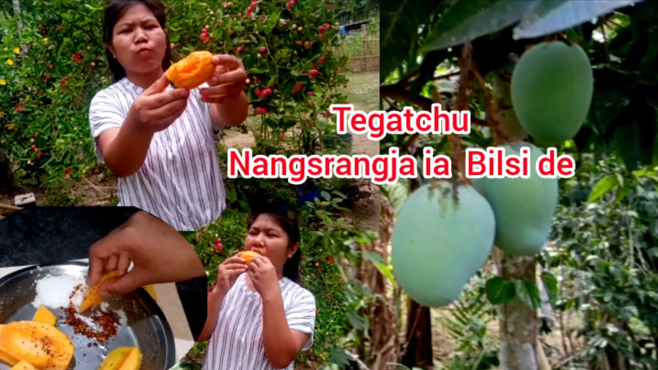Ia Bilsi niko Tegatchu Gasupile Chaatjok || Mango Season 2023 ...
