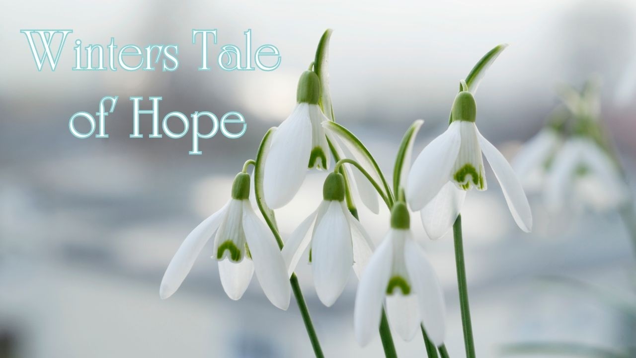 The Snowdrop's Haunting Beauty | A Legend Hidden in Frost - YouTube