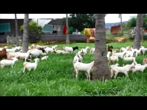 Stall fed and graging type of goat farm part II - YouTube