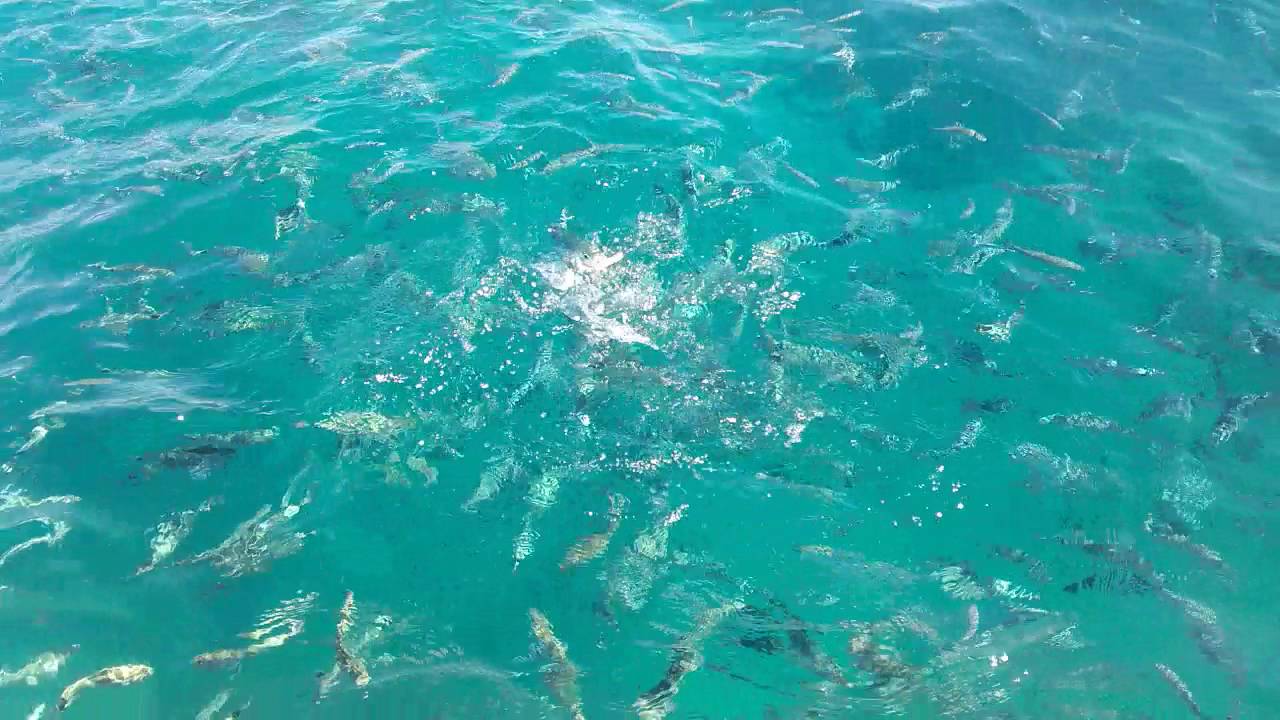 Morske ribe - YouTube