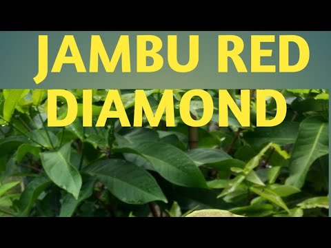 JAMBU RED DIAMOND - YouTube