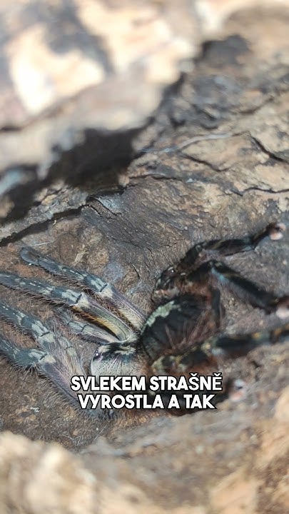 PAVOUK VELKÝ JAKO MOJE DLAŇ #fyp#pavouk#pavouci#chov#chovatel#teraristika#cz#czech#sokolik - YouTube