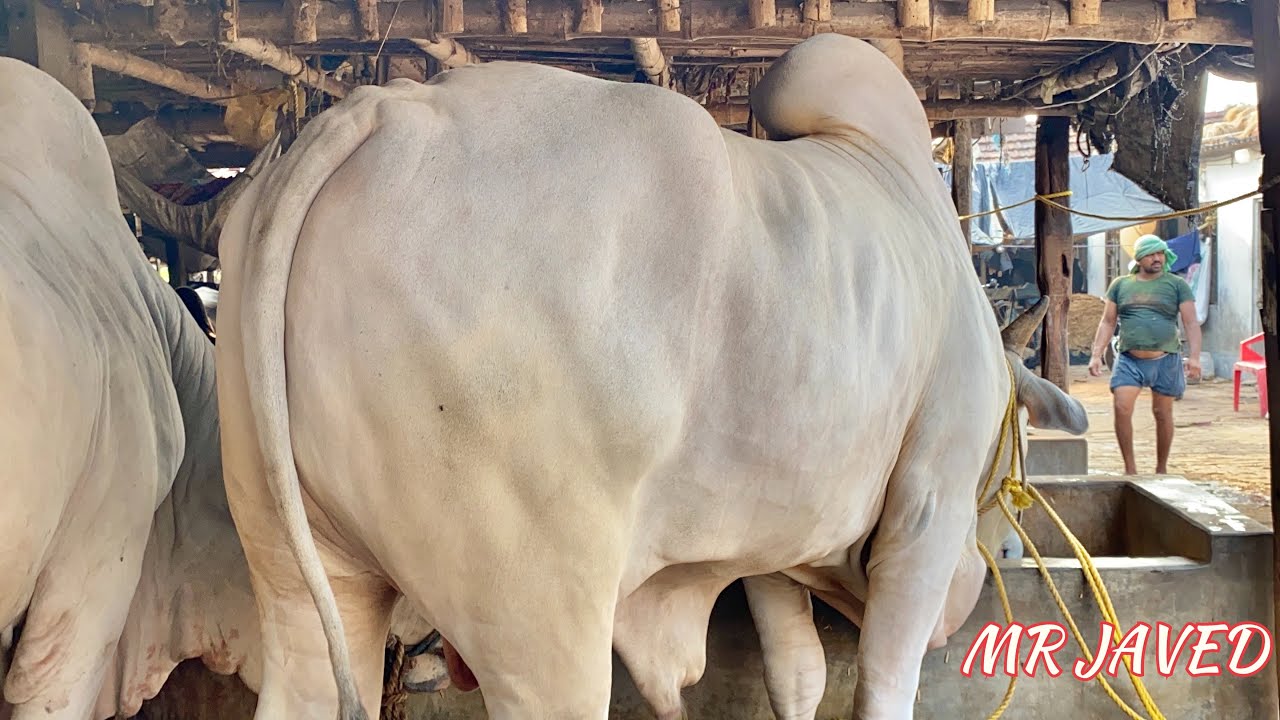 BIGGEST AND MOST BEAUTIFUL BOIL 2023 COLLECTION || FROM DANKUNI 📍# ...