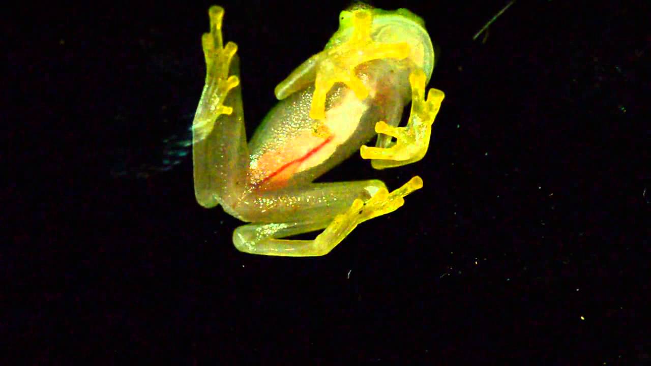 Ever wonder why they're called 'Glass Frogs'? - YouTube