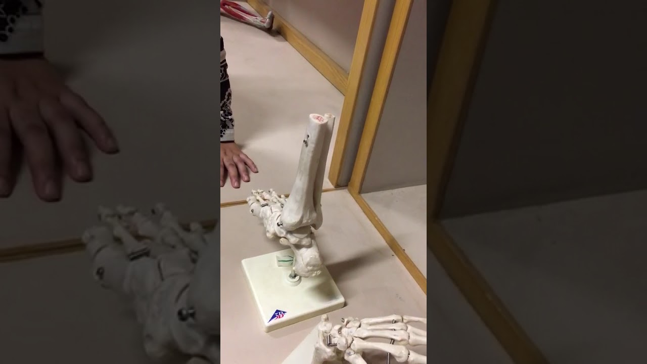 Model of Bones and Joints (Part 1) - YouTube