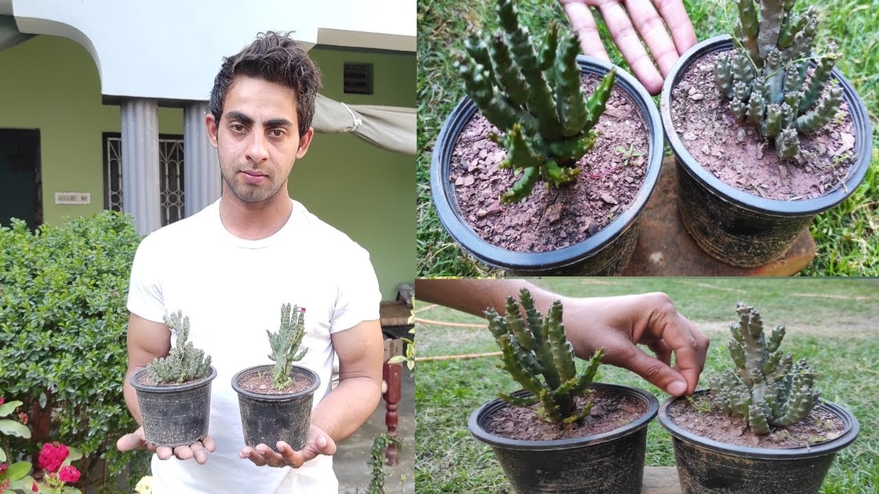 How to grow caralluma tuberculata(چونگ کی سبزی کیسے اگائیں۔) - YouTube