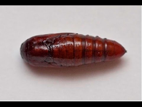 Tipos De Crisálidas • TIPOSDE