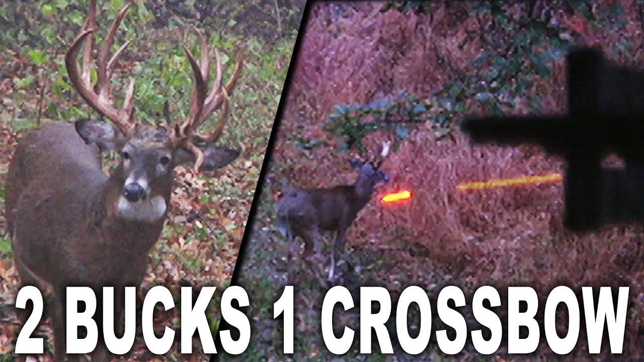 Two BIG bucks with my crossbow - YouTube