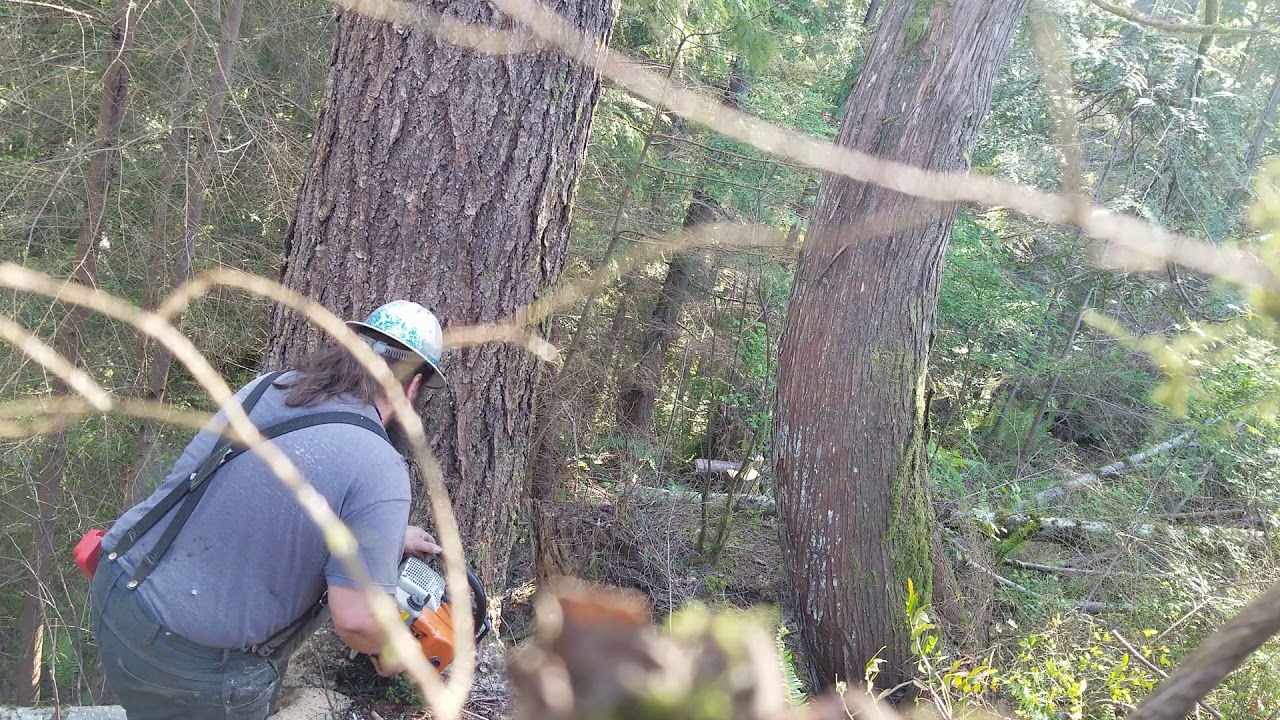 Falling timber over a ridge - YouTube