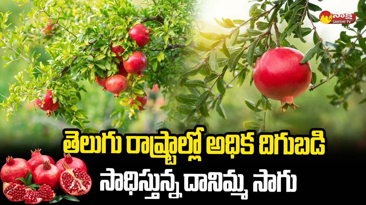 Anantapur District Farmer Success Story On Pomegranate | Profits in ...