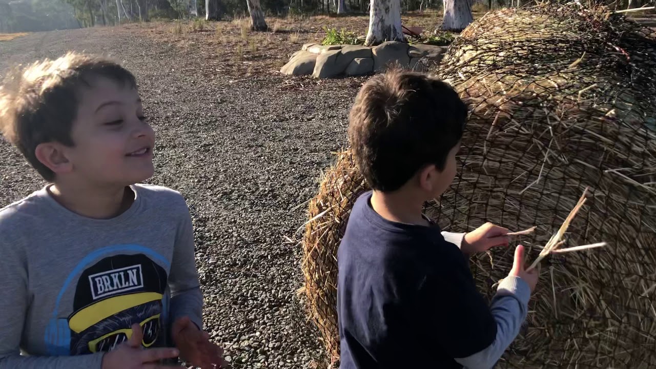 Riley and Ewan feeding the cows - YouTube