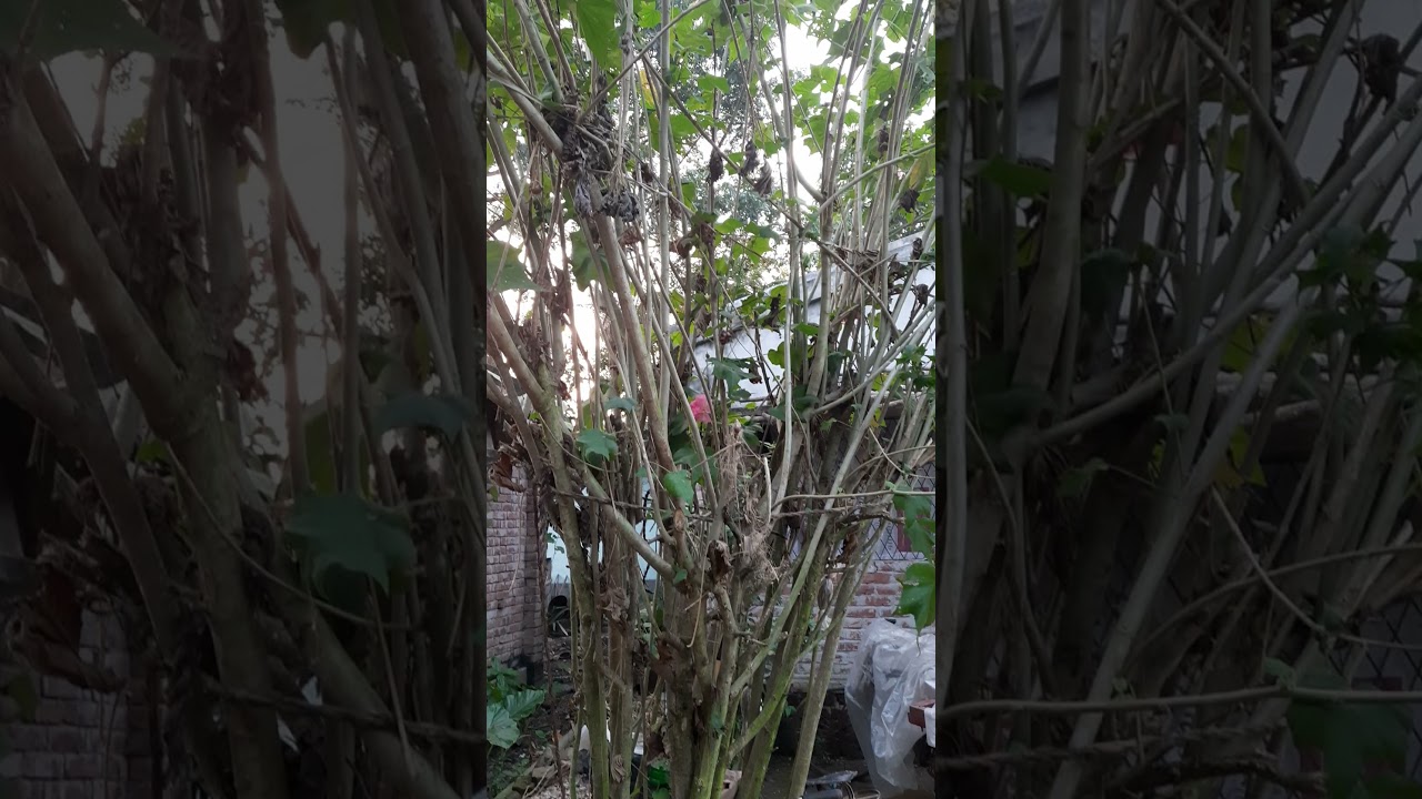 Sthol poddo hibiscus mutabilis flower 🌻 #poddo #flower #shorts - YouTube