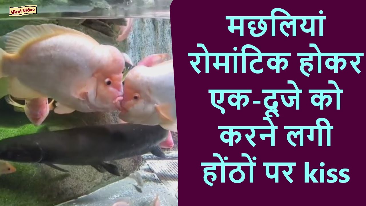 पानी में मछलियां हुईं रोमांटिक, करने लगी एक-दूजे को kiss | fish kiss ...