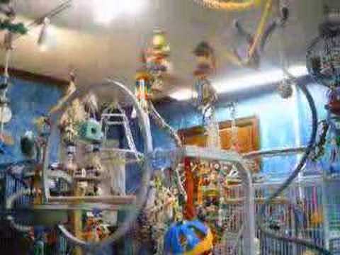 Our Bird Room - YouTube