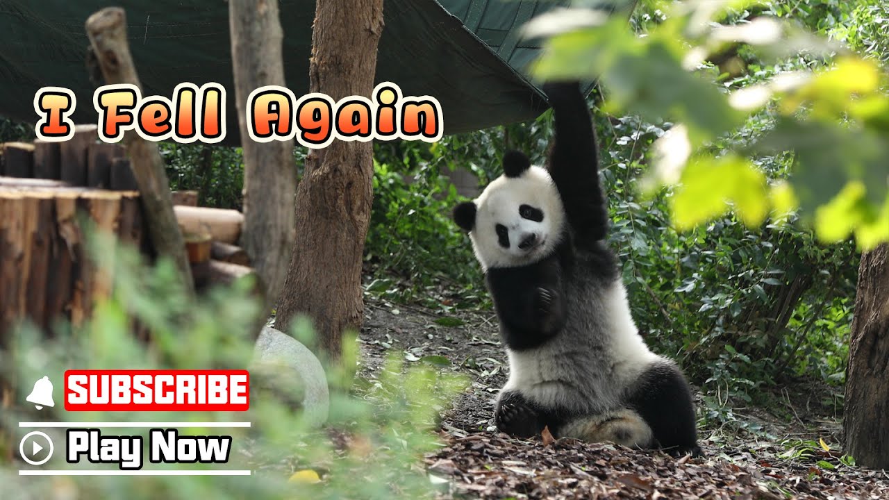 One Million Ways Of Panda Falling Down | iPanda - YouTube