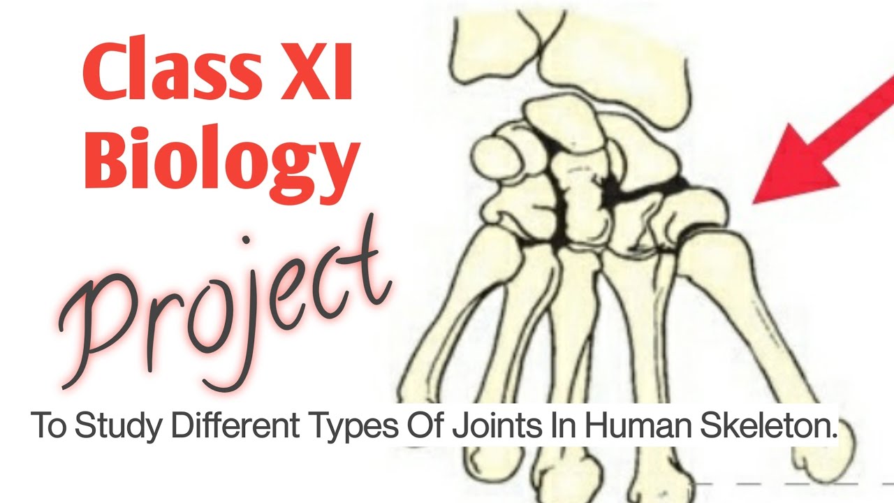 Class XI Biology Project | To Study Different Types Of Joints In Human ...