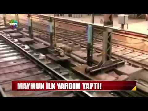 maymun ilk yardım yaptı
