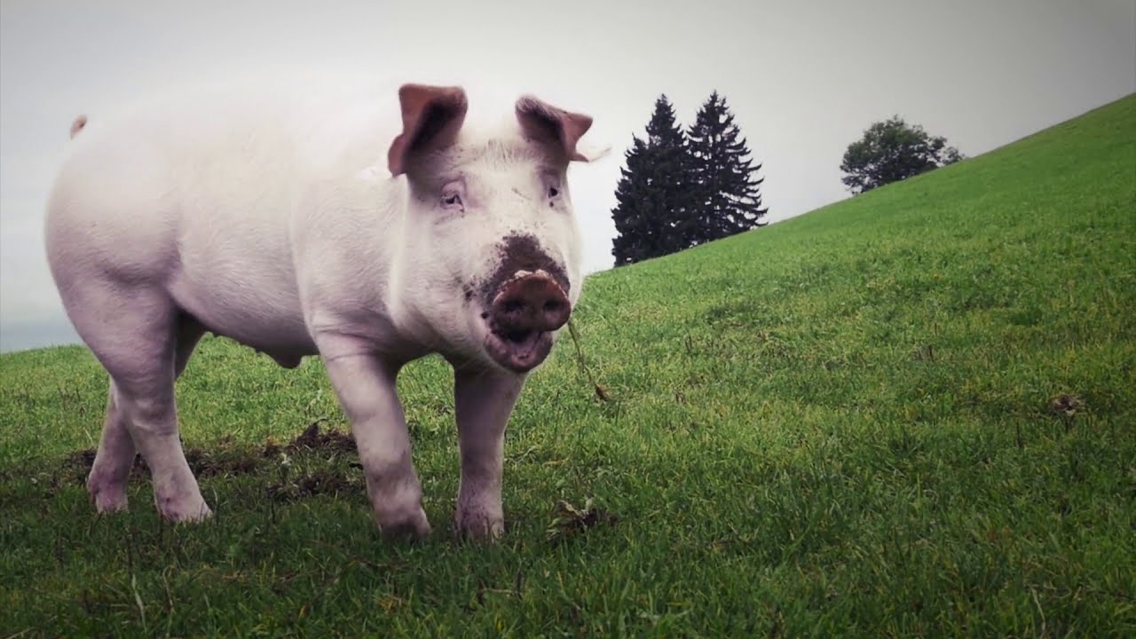 Pig 30 Second - PAC - YouTube