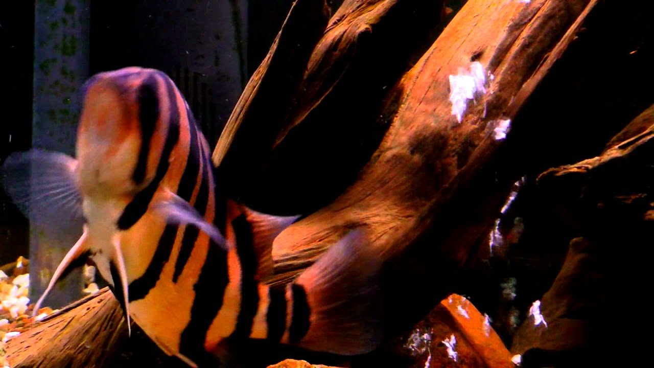 Tiger Datnoid - YouTube