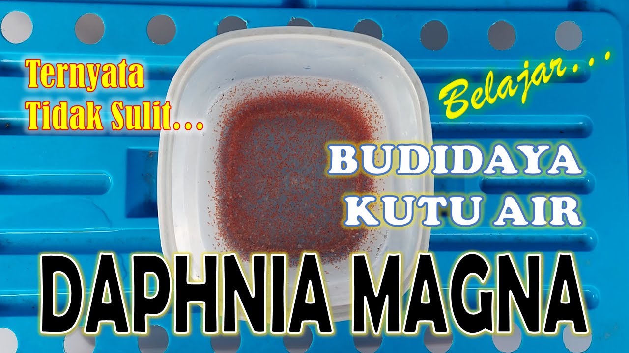 Belajar...BUDIDAYA KUTU AIR DAPHNIA MAGNA (DM), Kutu Air Raksasa ...