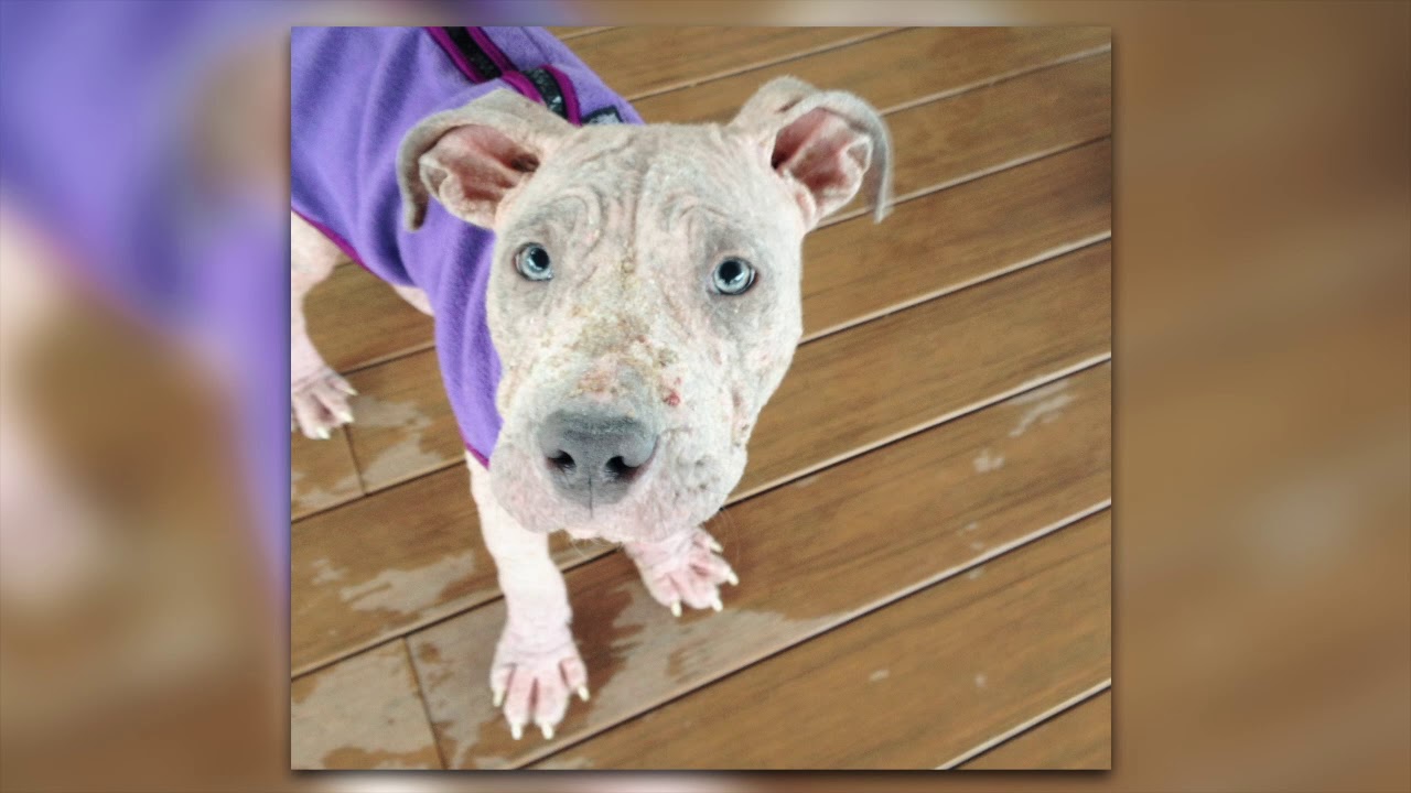 Ollie's Story - YouTube