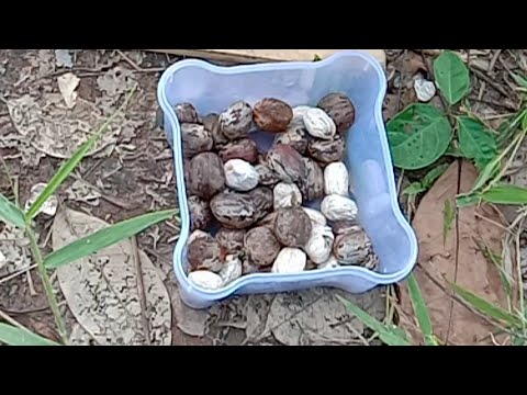 Hidup di desa | Manfaat biji karet untuk pijat dan lulur