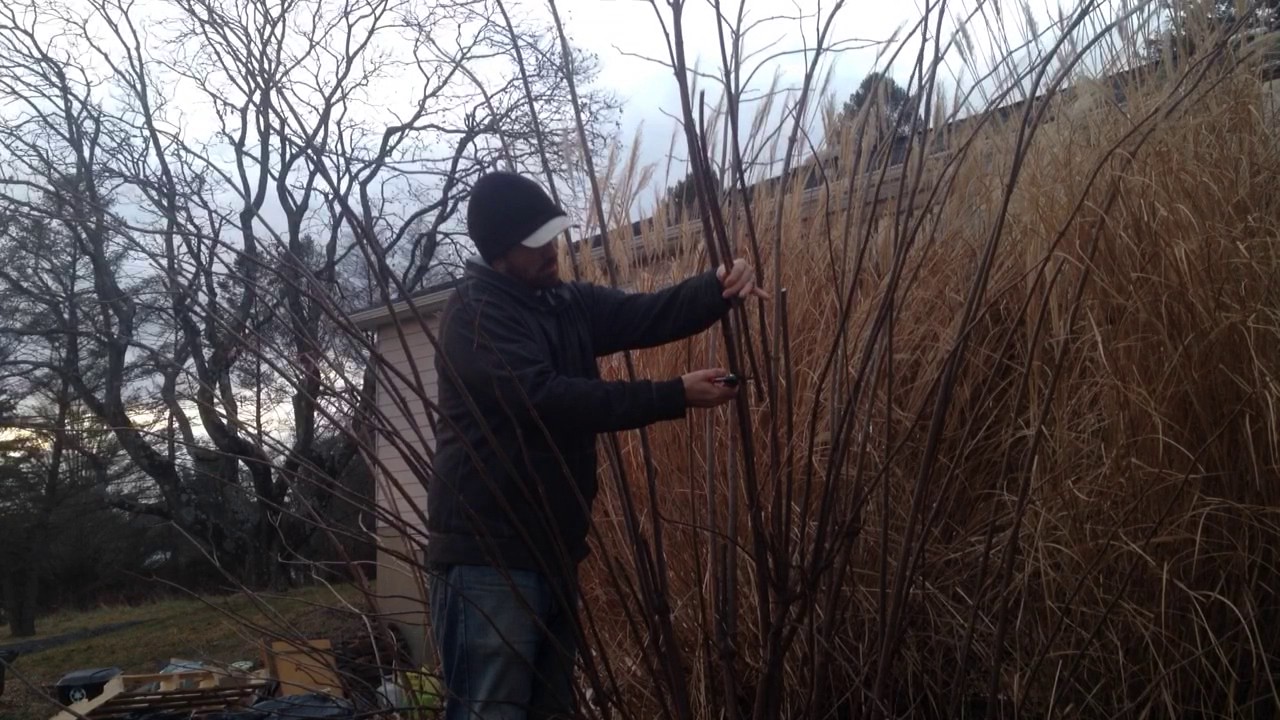 Dormant Pruning to Make New Plants - YouTube