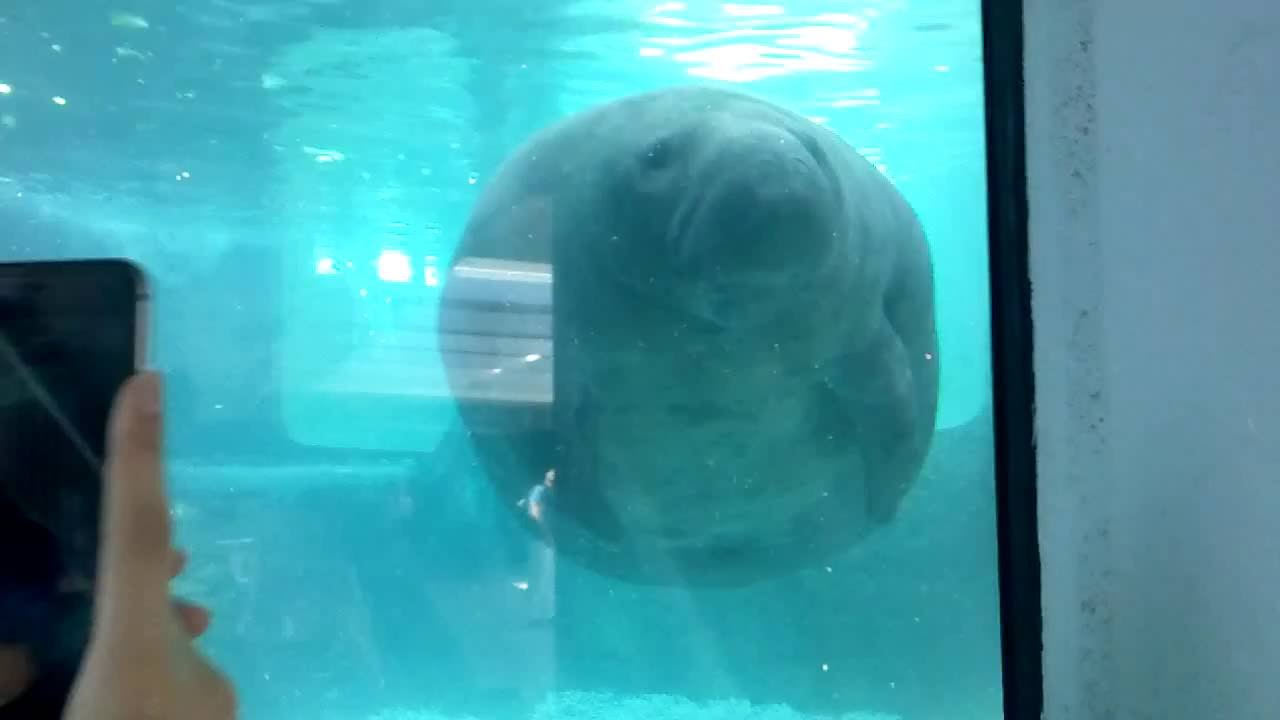 Manatee boop - YouTube