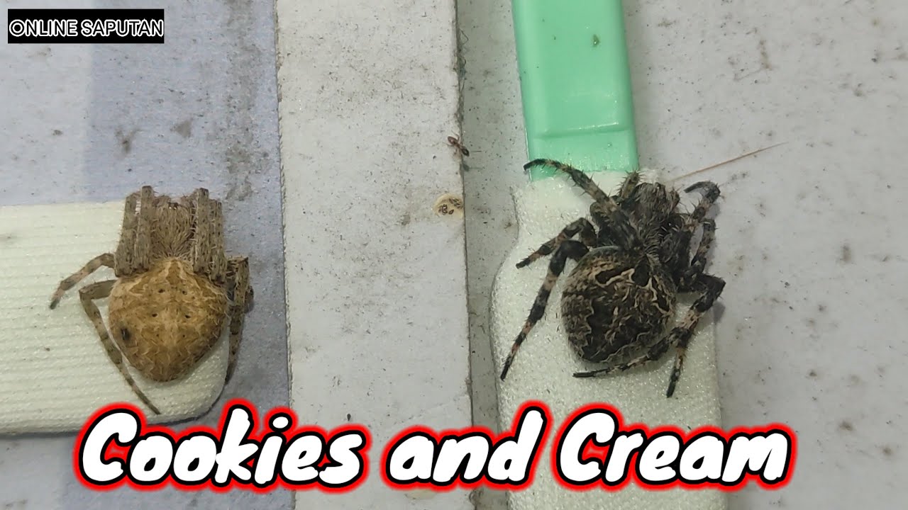 Spider Fight sinubukan kung mag bibigay ng labang mahusay - YouTube