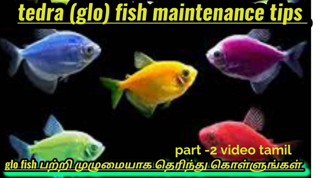 tedra( glo) fish maintenance & guide tips part-2 video tamil@fish admin ...